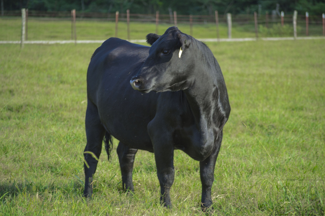Momma Cows - OLD 59 CATTLE CO